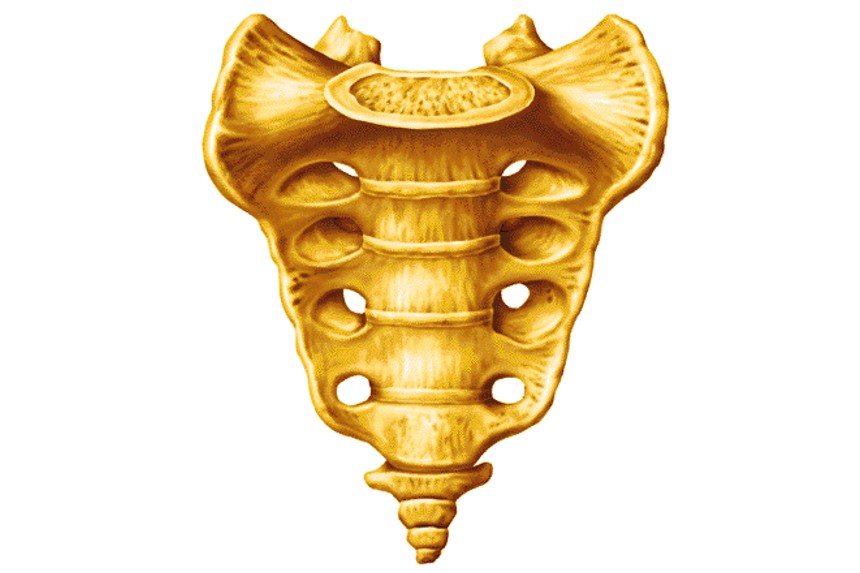 ¿Coxis o cóccix? | DiarioMedico