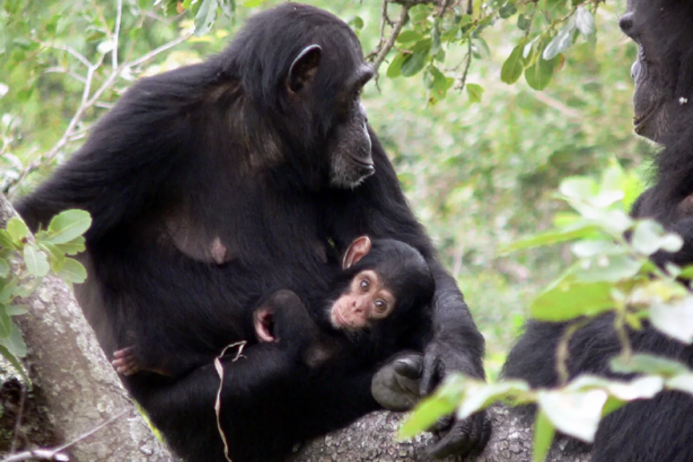 Los chimpancés infectados por SIV pueden sufrir 'sida simio' | DiarioMedico