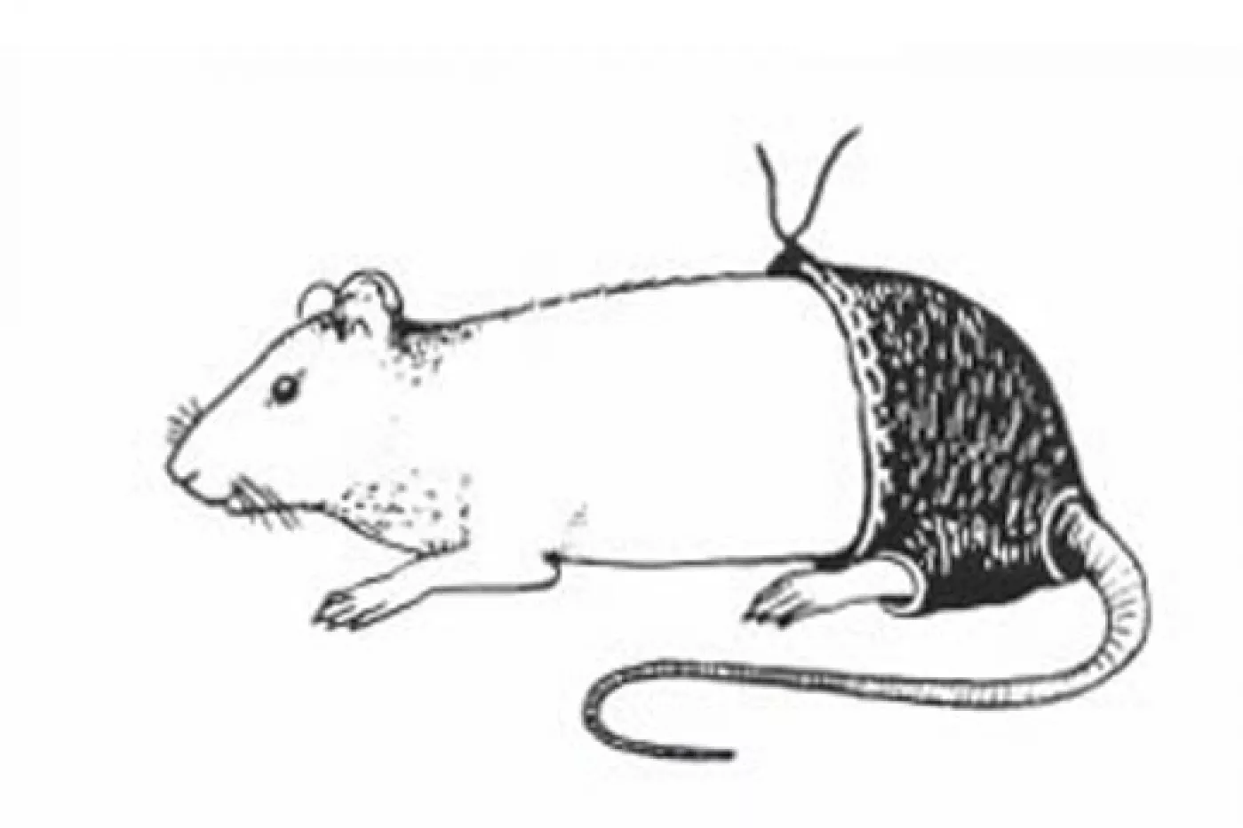 Pantalones para ratas y aliviar el picor, premios IgNobel 2016 ...