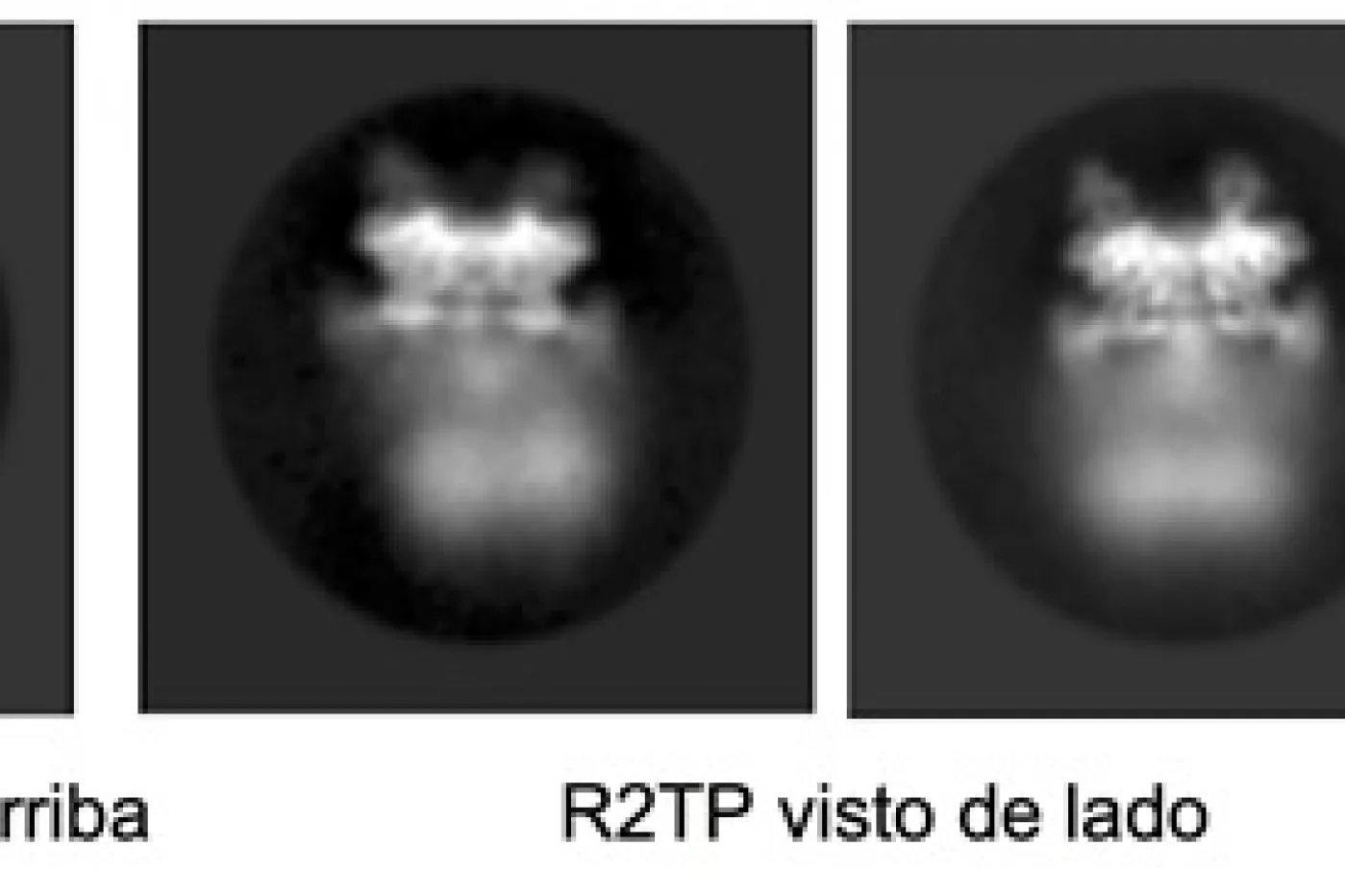 La crio-microscopía electrónica desvela la estructura de R2TP ...